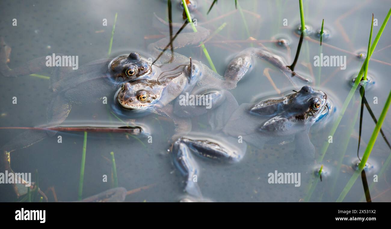 Common frog (Rana temporaria), amphibian of the year 2018, three frogs ...