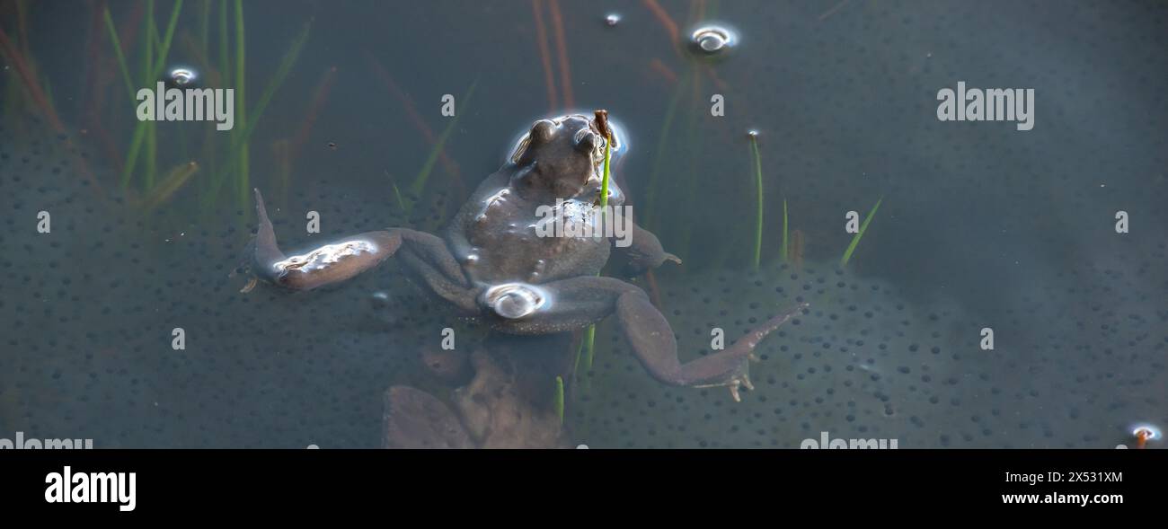 Common frog (Rana temporaria), amphibian of the year 2018, single frog ...