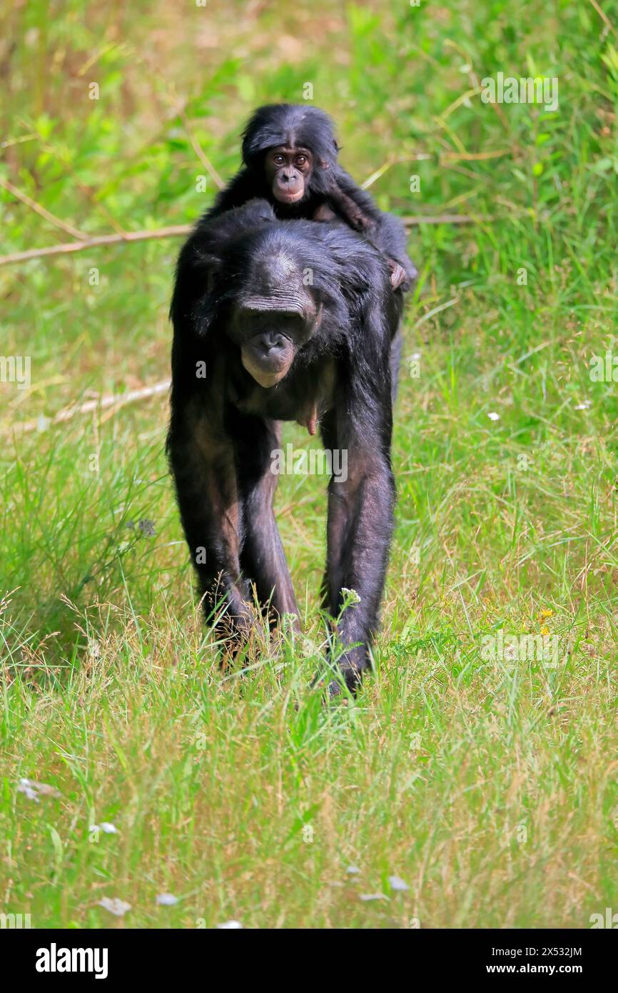 Bonobo, bonobo (Pan Paniscus), female, adult, young animal, foraging, Great ape, Primate ...