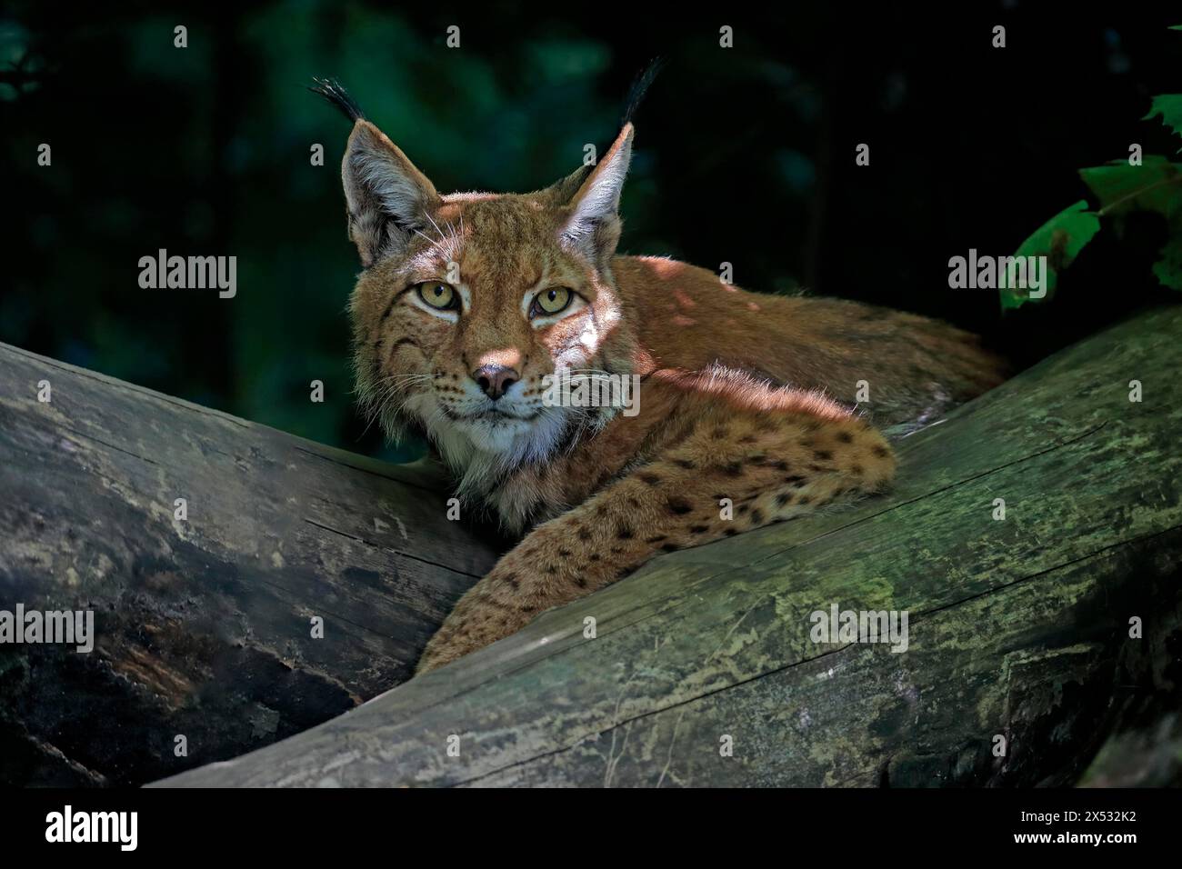 Eurasian lynx (Lynx lynx), adult, alert, portrait, captive, Germany Stock Photo - Alamy