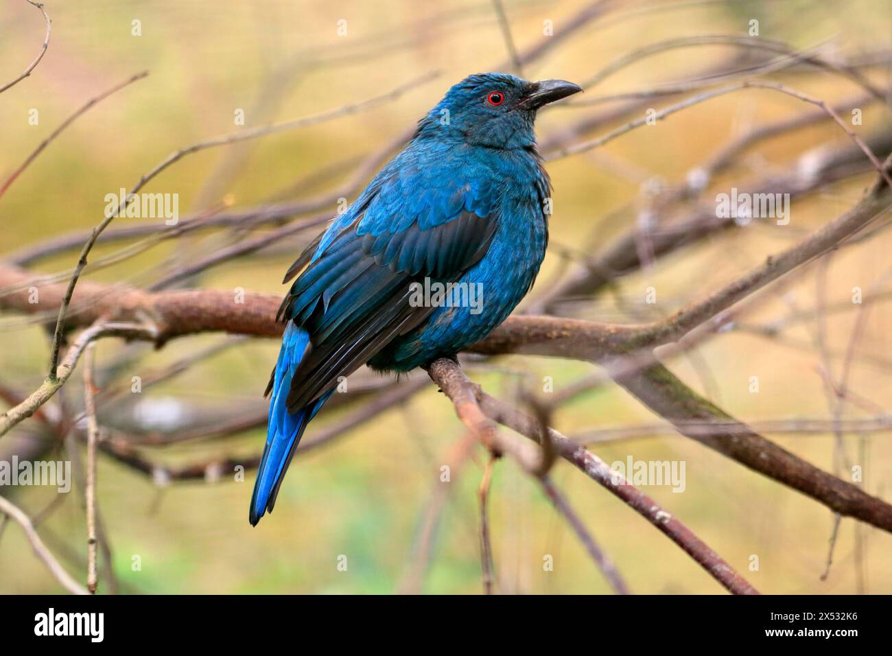Asian fairy-bluebird, asian fairy-bluebird (Irena puella), adult ...
