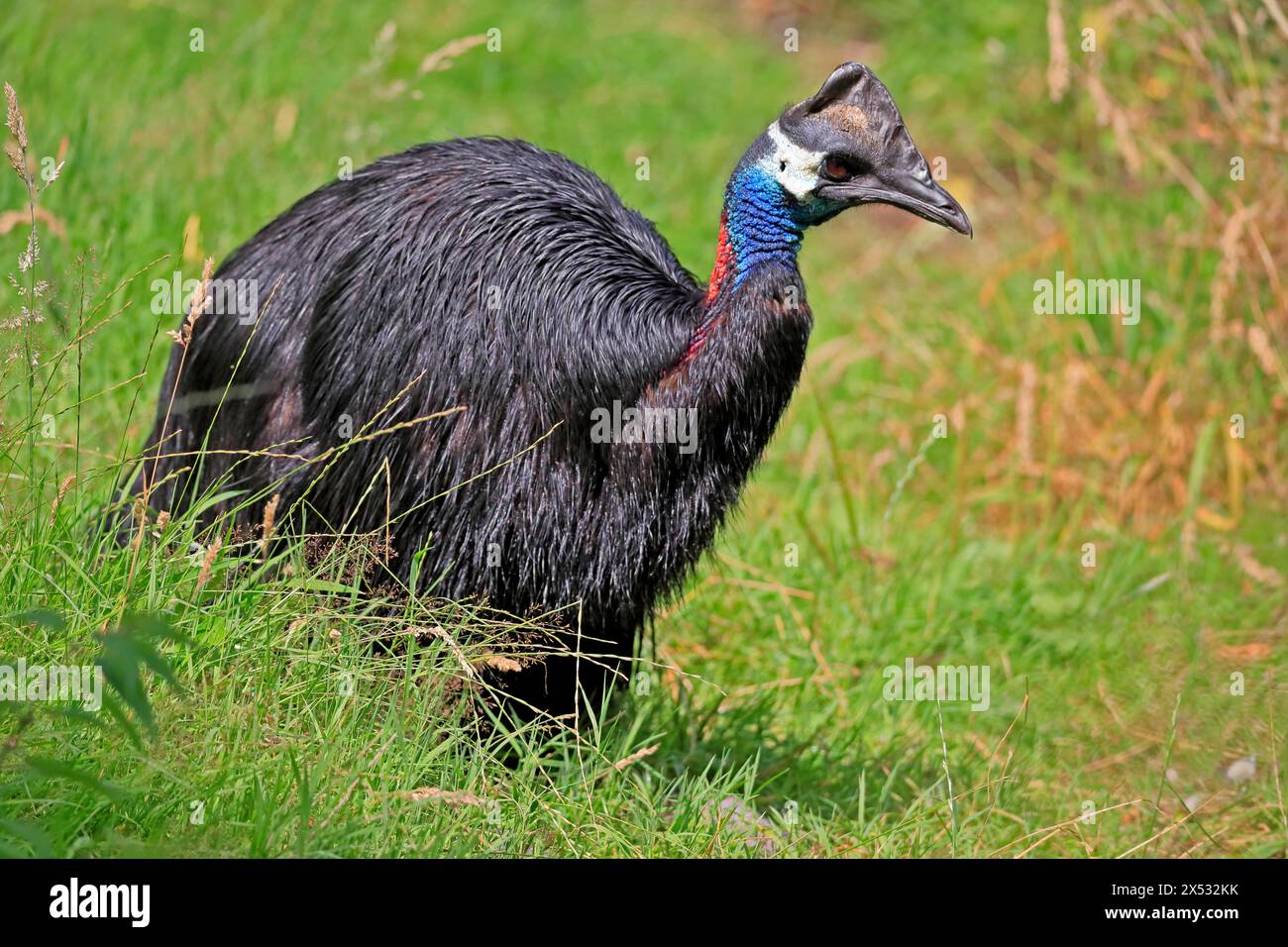 Dwarf Cassowary Invasion Of The Cassowaries