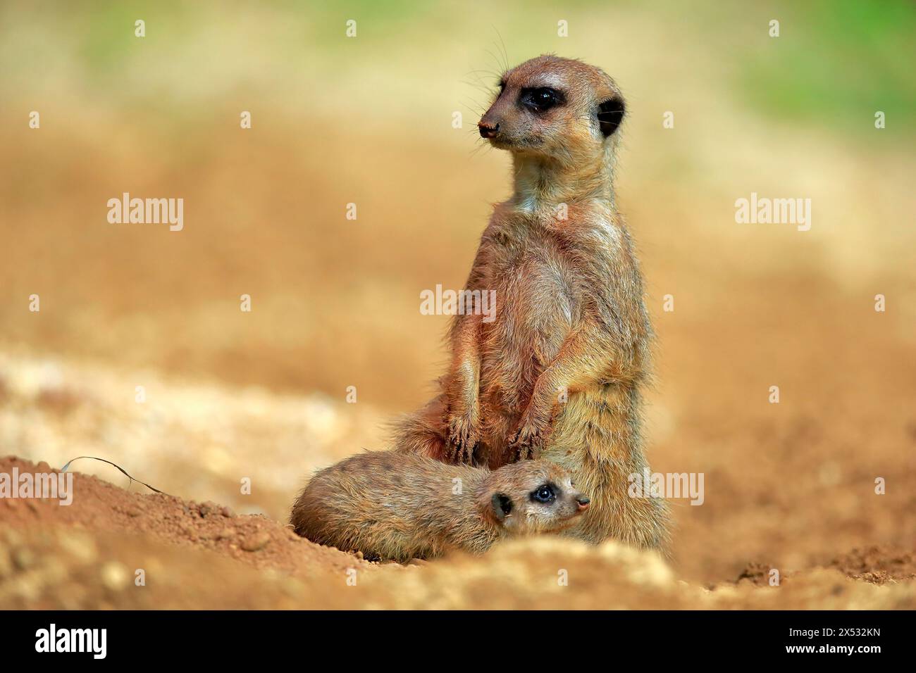 Meerkat (Suricata suricatta), adult, young animal, at the den, vigilant ...