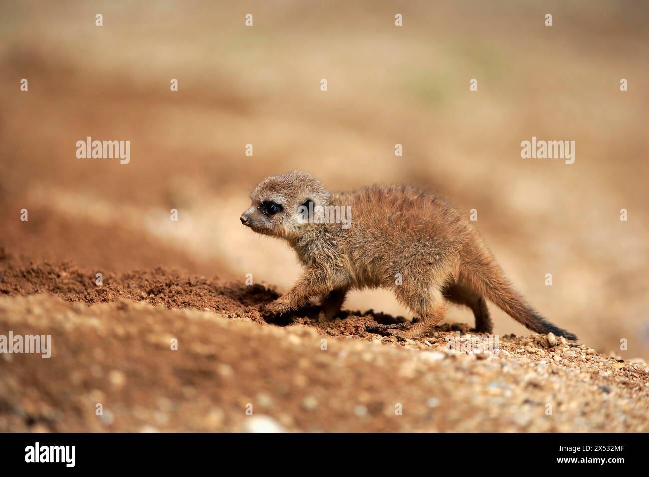 Meerkat (Suricata suricatta), young animal, running, captive Stock ...