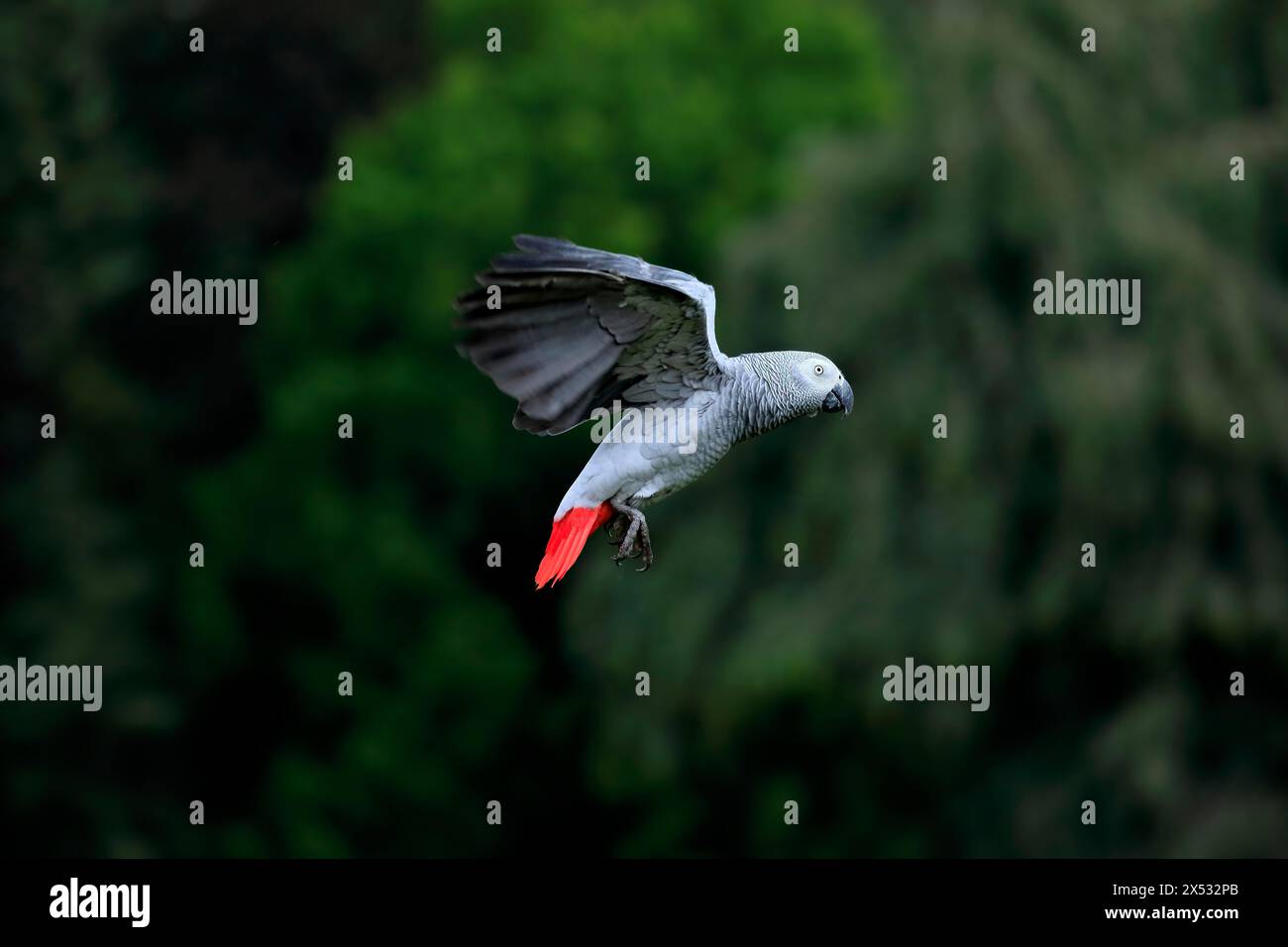 Timneh parrot psittacus erithacus timneh hi-res stock photography and ...
