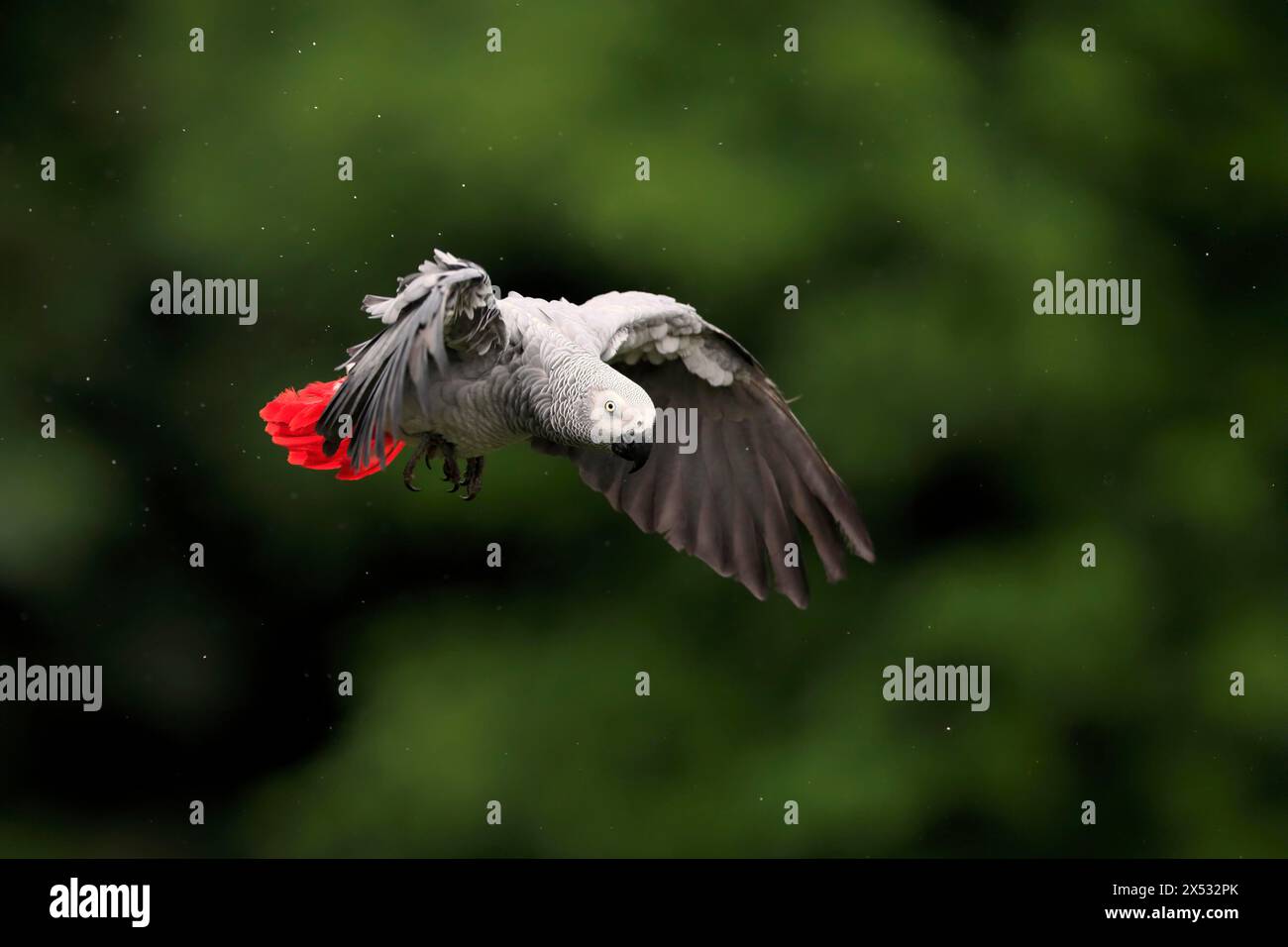 African grey parrot, (Psittacus erithacus timneh), adult, flying ...
