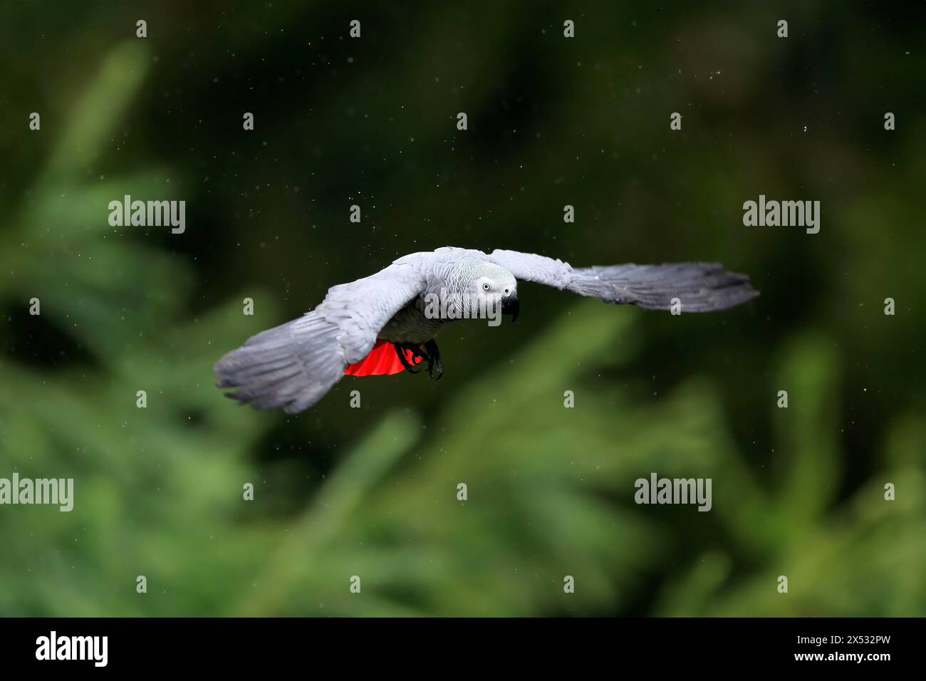 African grey parrot, (Psittacus erithacus timneh), adult, flying ...