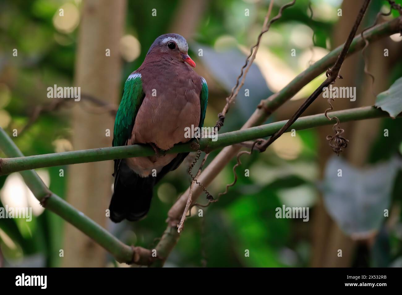 Common emerald dove (Chalcophaps indica), adult, perch, vigilant ...