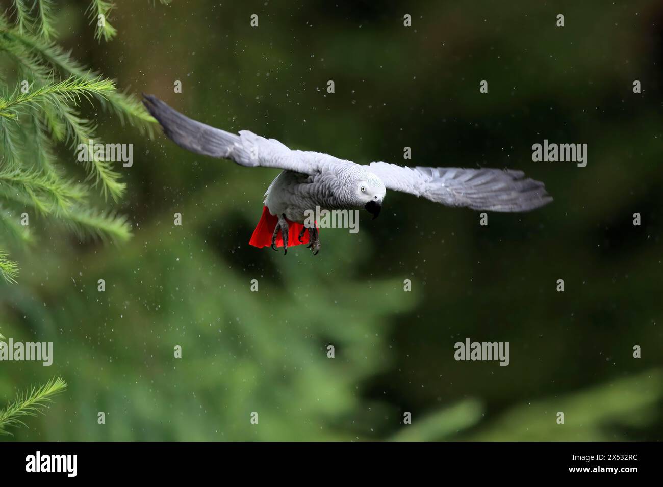 African grey parrot, (Psittacus erithacus timneh), adult, flying ...