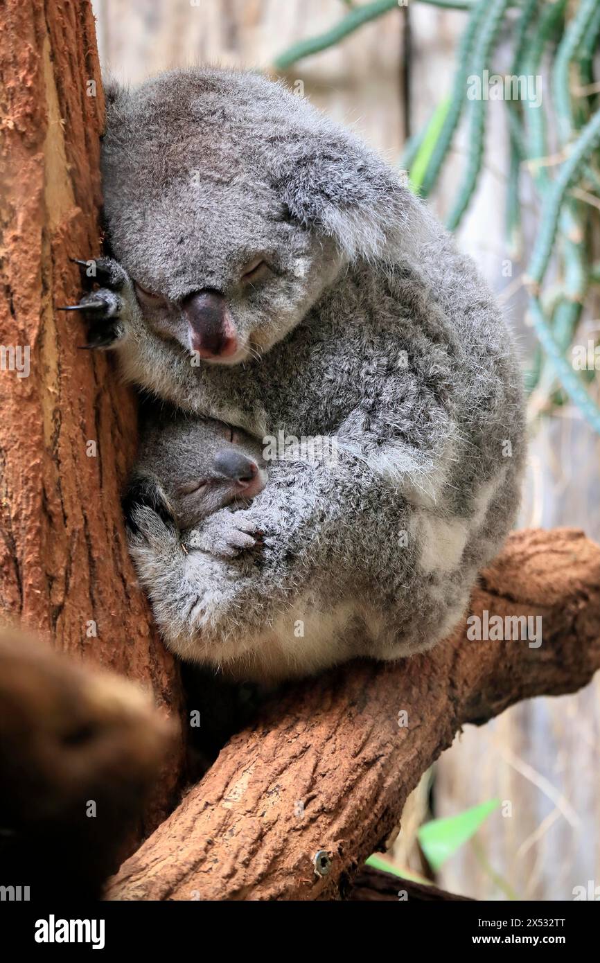 Koala (Phascolarctos cinereus), adult with young animal, sleeping, on ...