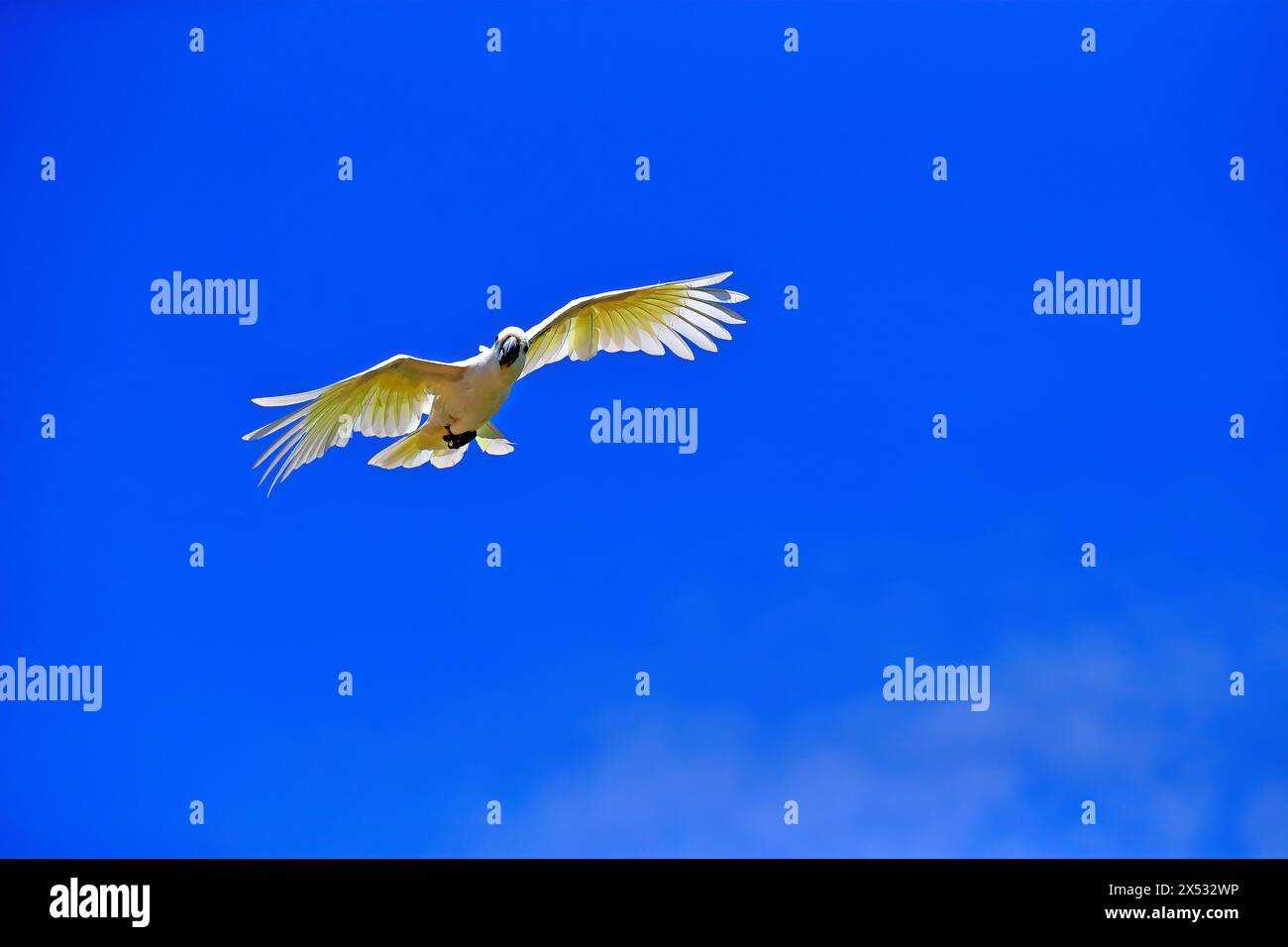 Little corella (Cacatua sanguinea), adult, flying, captive, Australia ...