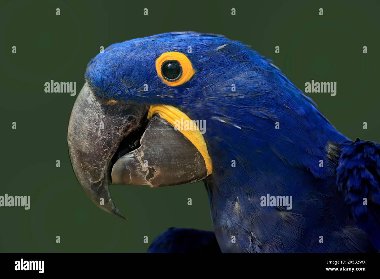 Hyacinth Macaw, (Anodorhynchus hyacinthinus), adult, portrait, captive ...