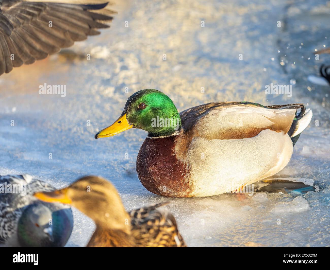 Colorful mallard drake standing on ice. Male wild duck on a frozen ...
