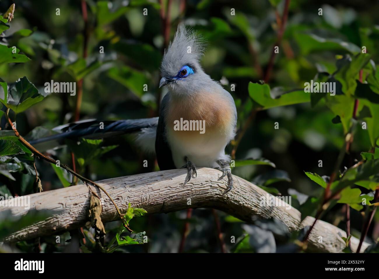 Crested coua (Coua cristata), Crested coua, adult, perch, captive ...