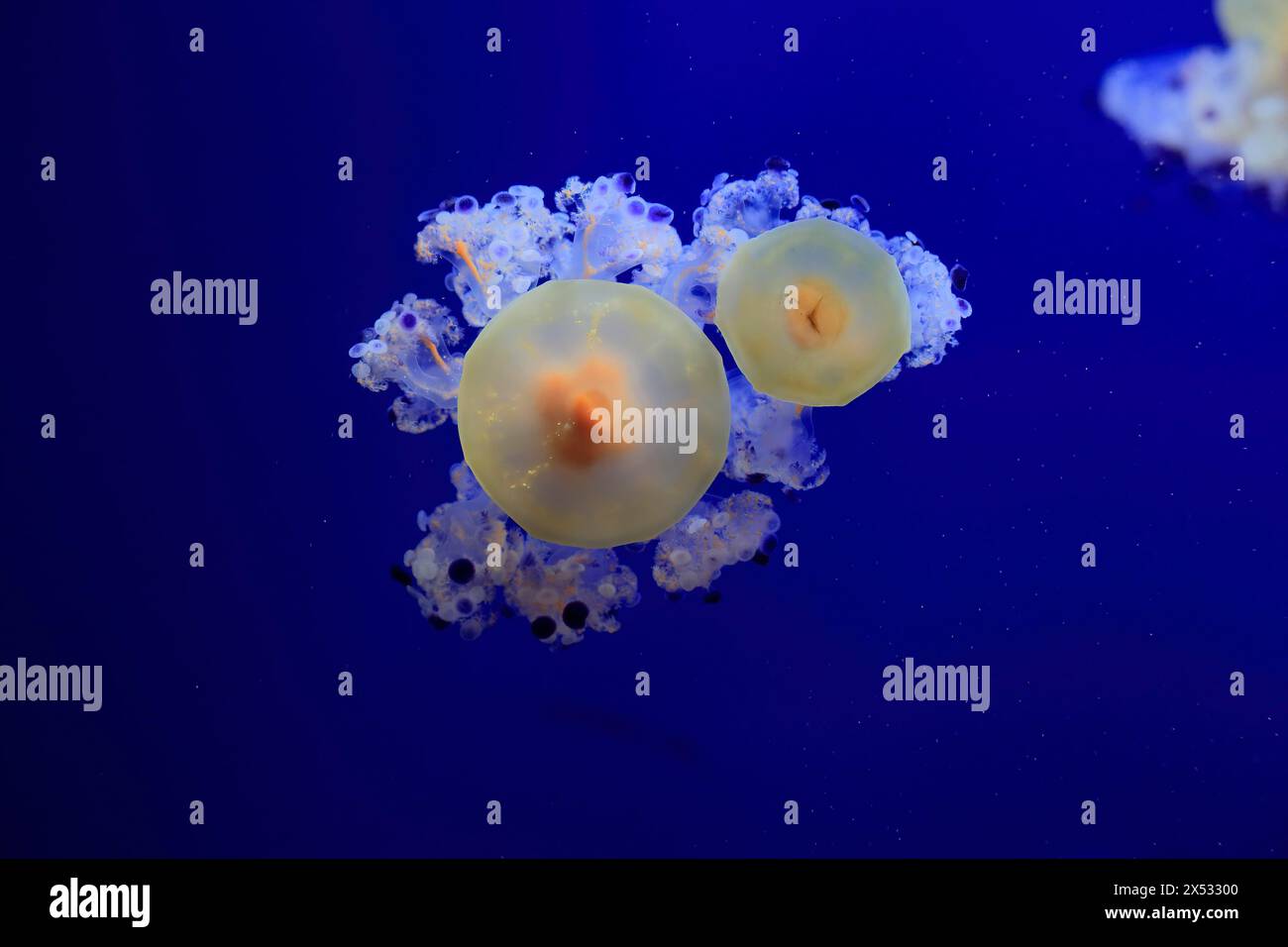 Cotylorhiza tuberculata jellyfish mediterranean hi-res stock ...