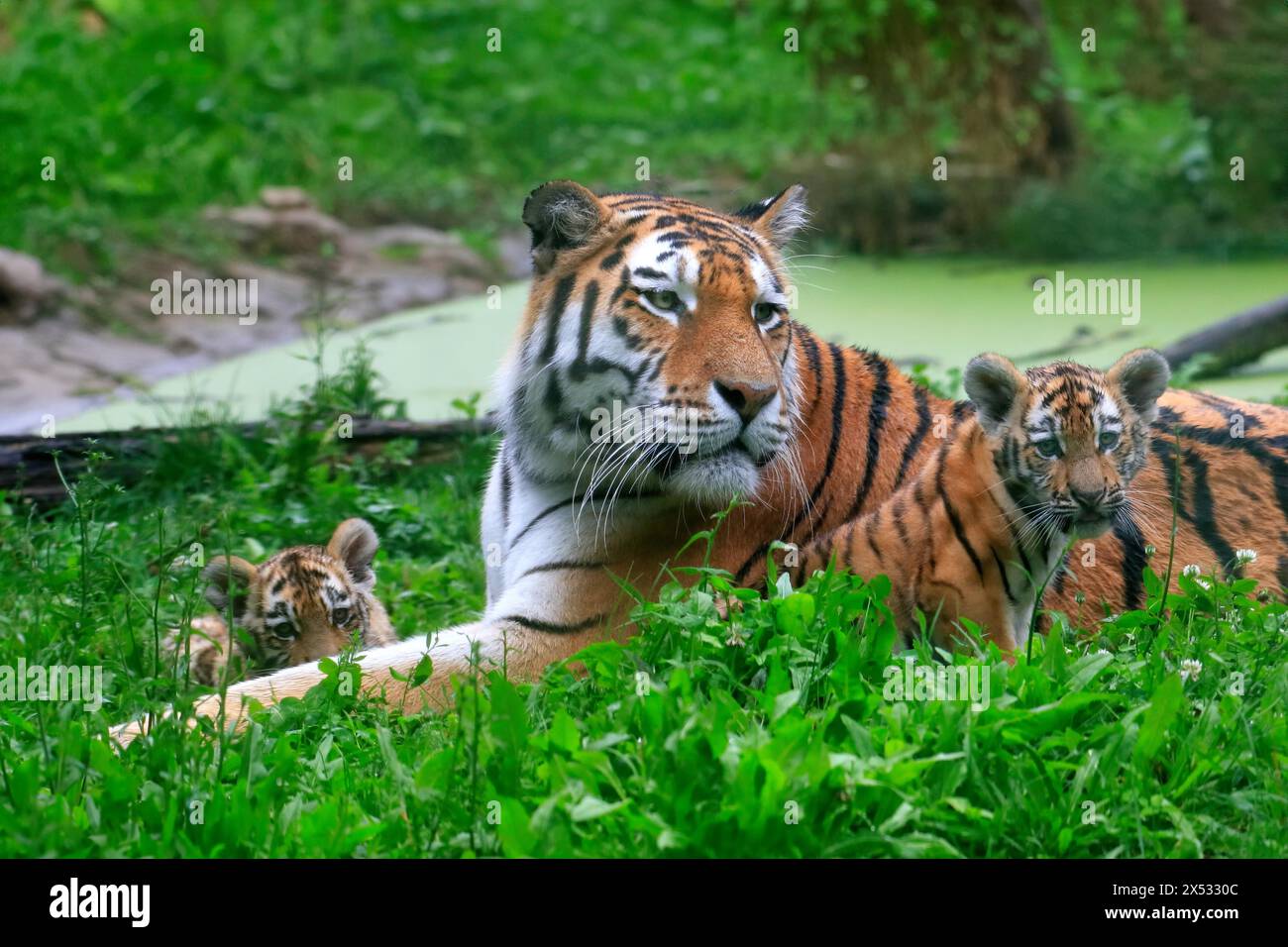 Siberian tiger (Panthera tigris altaica), adult, female, two young ...
