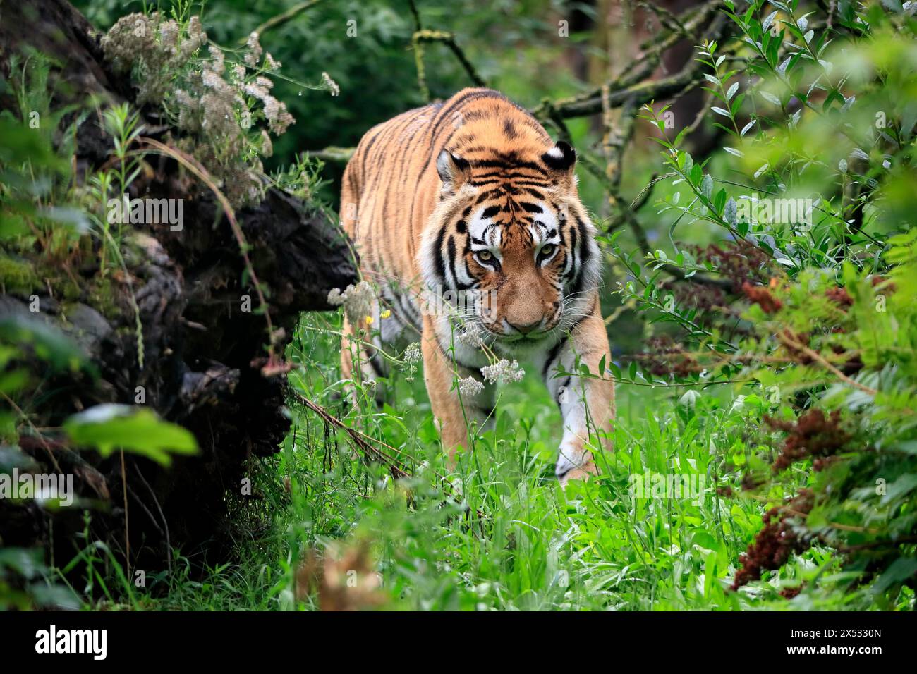 Siberian tiger (Panthera tigris altaica), adult, alert, running, captive Stock Photo - Alamy