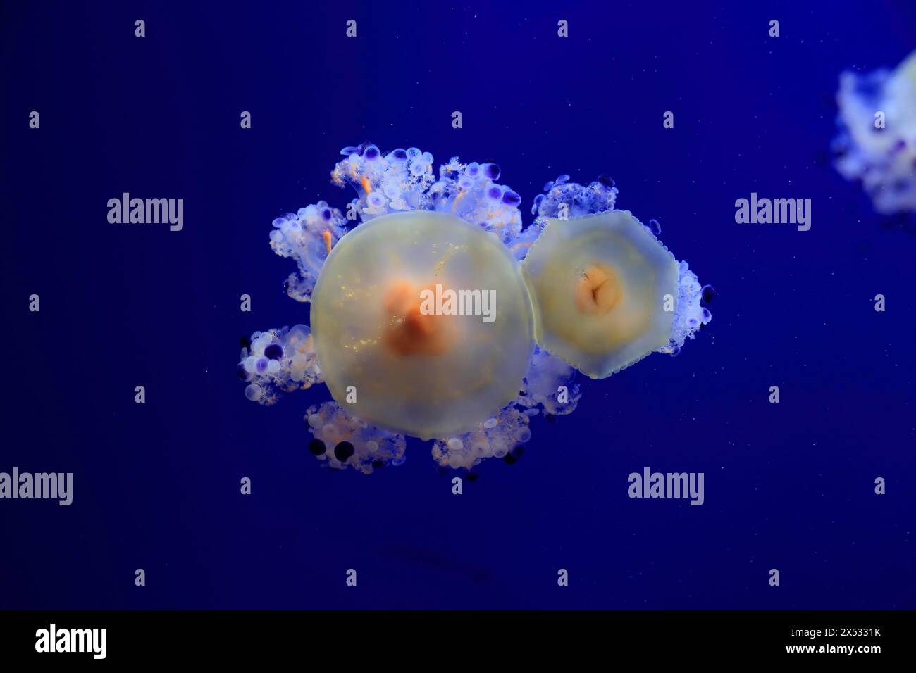 Cotylorhiza tuberculata jellyfish mediterranean hi-res stock ...