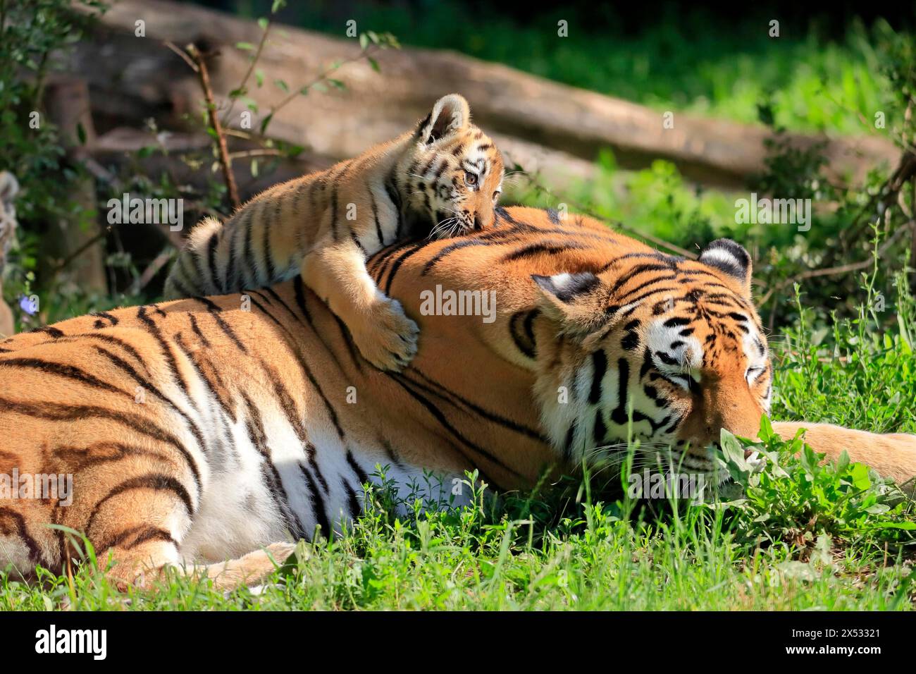 Siberian tiger (Panthera tigris altaica), adult, female, young animal, mother with young ...
