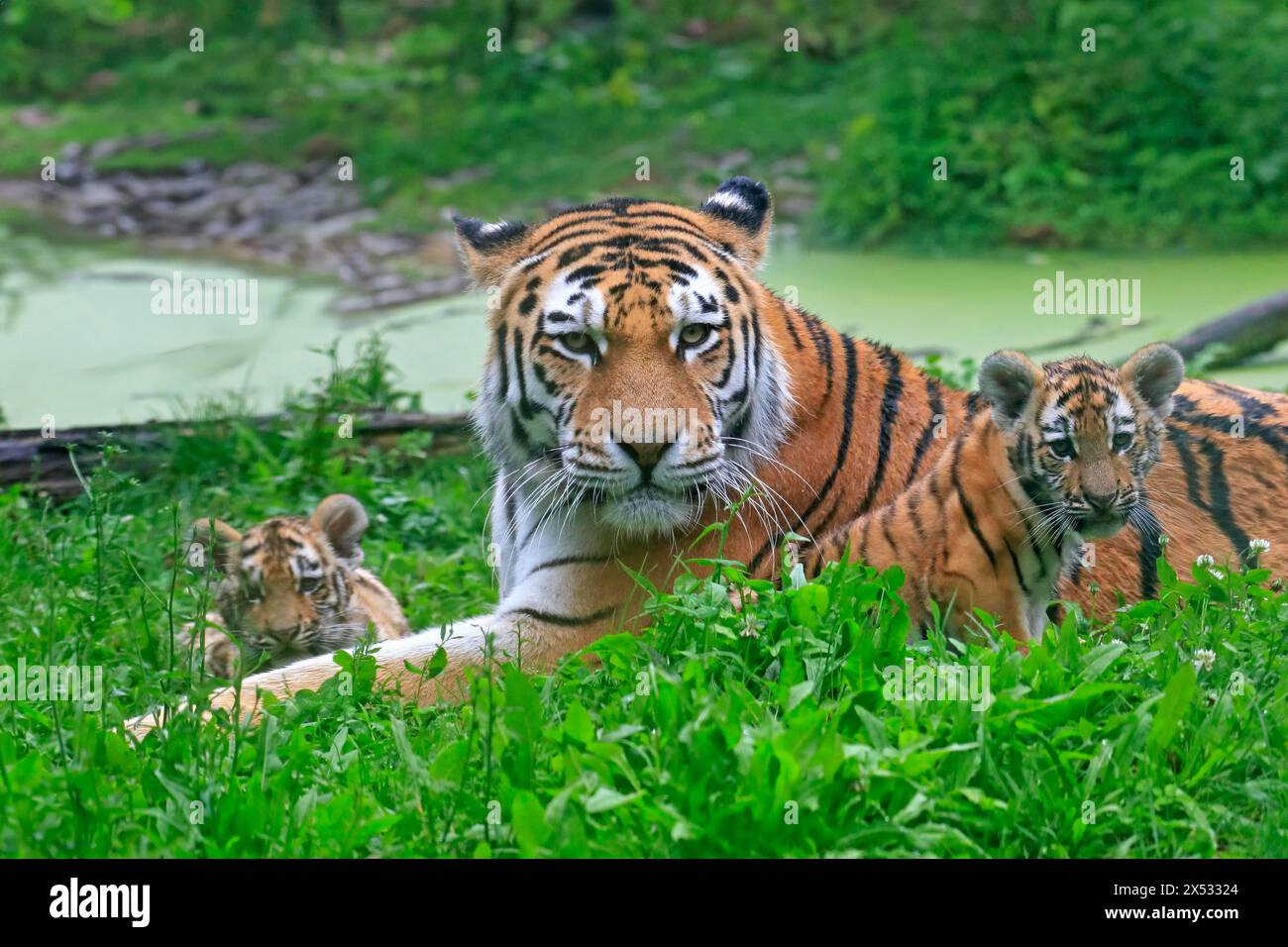 Siberian tiger (Panthera tigris altaica), adult, female, two young animals, mother with two cubs ...