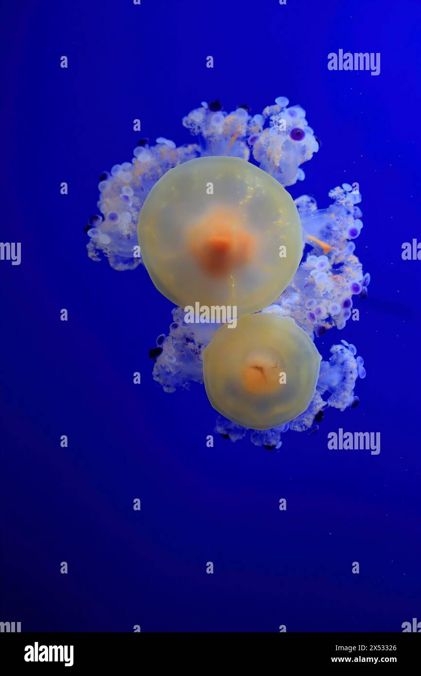 Fried egg jellyfish (Cotylorhiza tuberculata), in water, captive ...