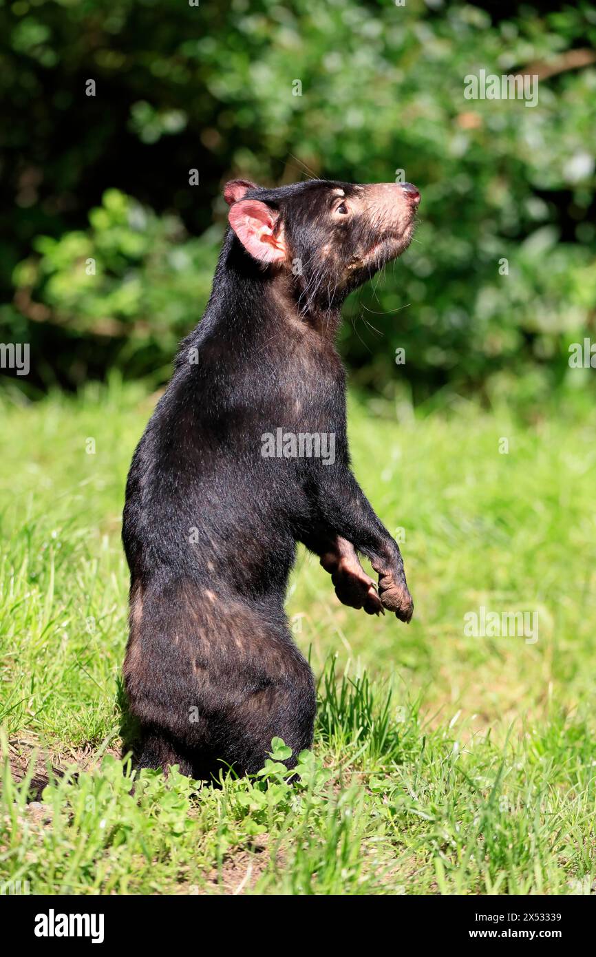 Tasmanian devil (Sarcophilus harrisii), adult, alert, upright, captive, Tasmania, Australia ...