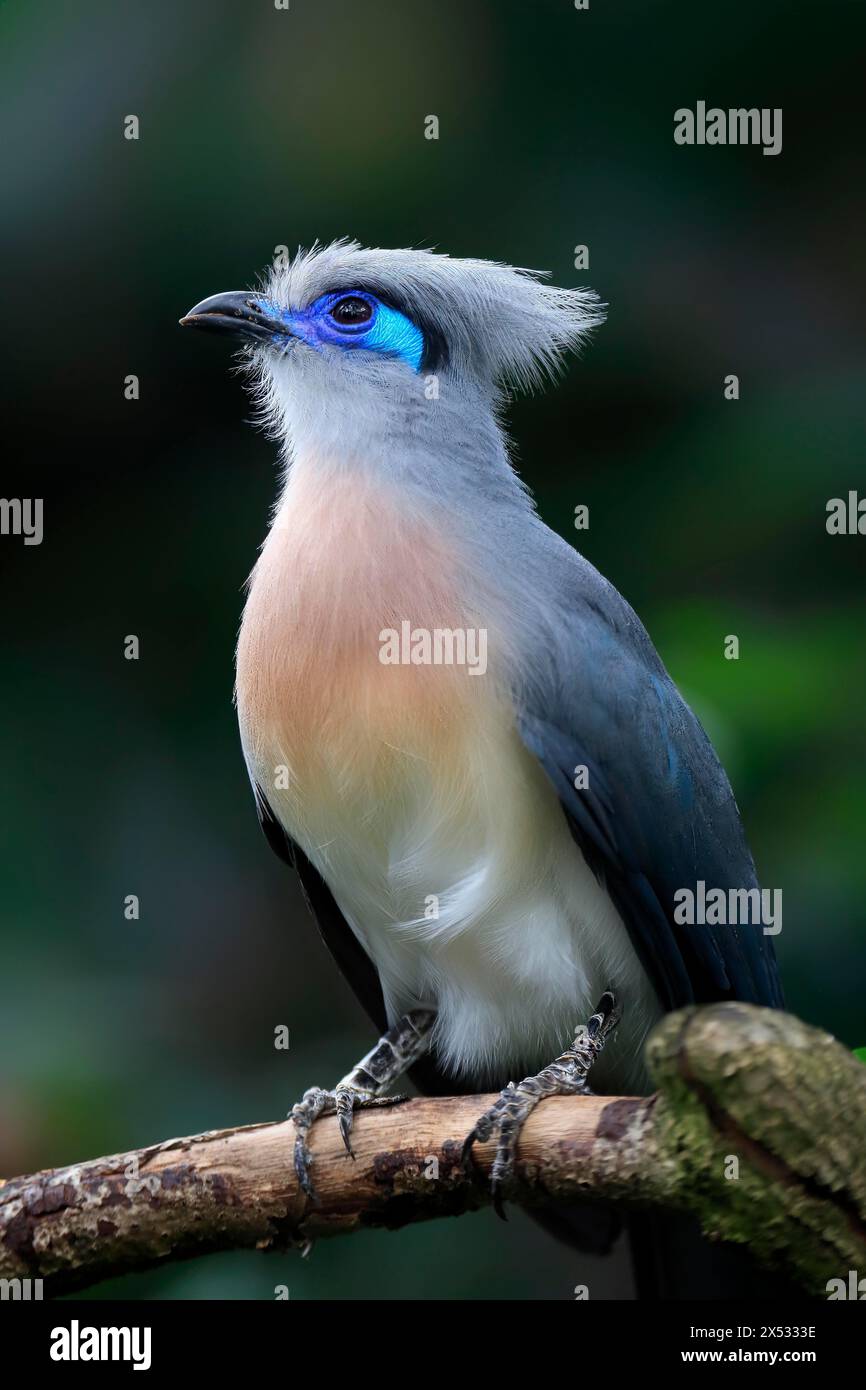 Crested coua (Coua cristata), Crested coua, adult, perch, captive ...