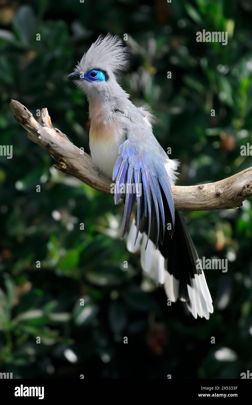 Crested coua (Coua cristata), Crested coua, adult, perch, captive ...