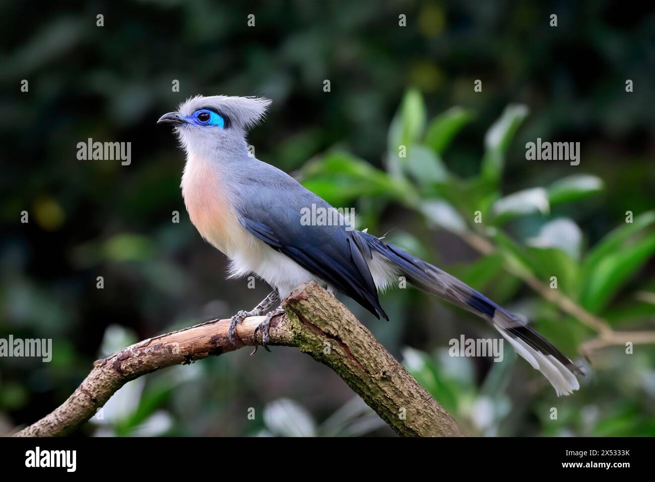 Crested coua (Coua cristata), Crested coua, adult, perch, captive ...