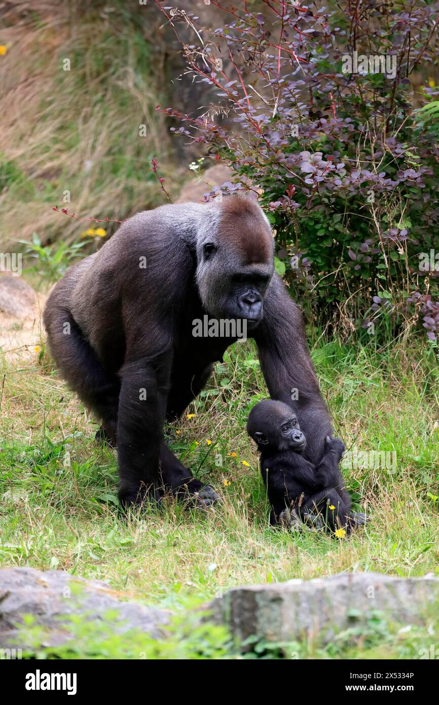 Western gorilla (Gorilla gorilla), adult, female, mother, young animal ...