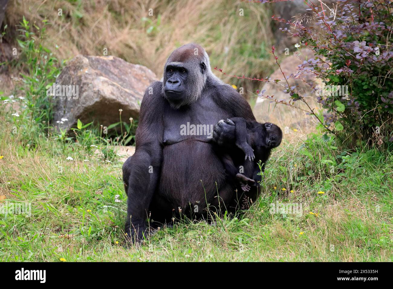 Western gorilla (Gorilla gorilla), adult, female, mother, young animal ...