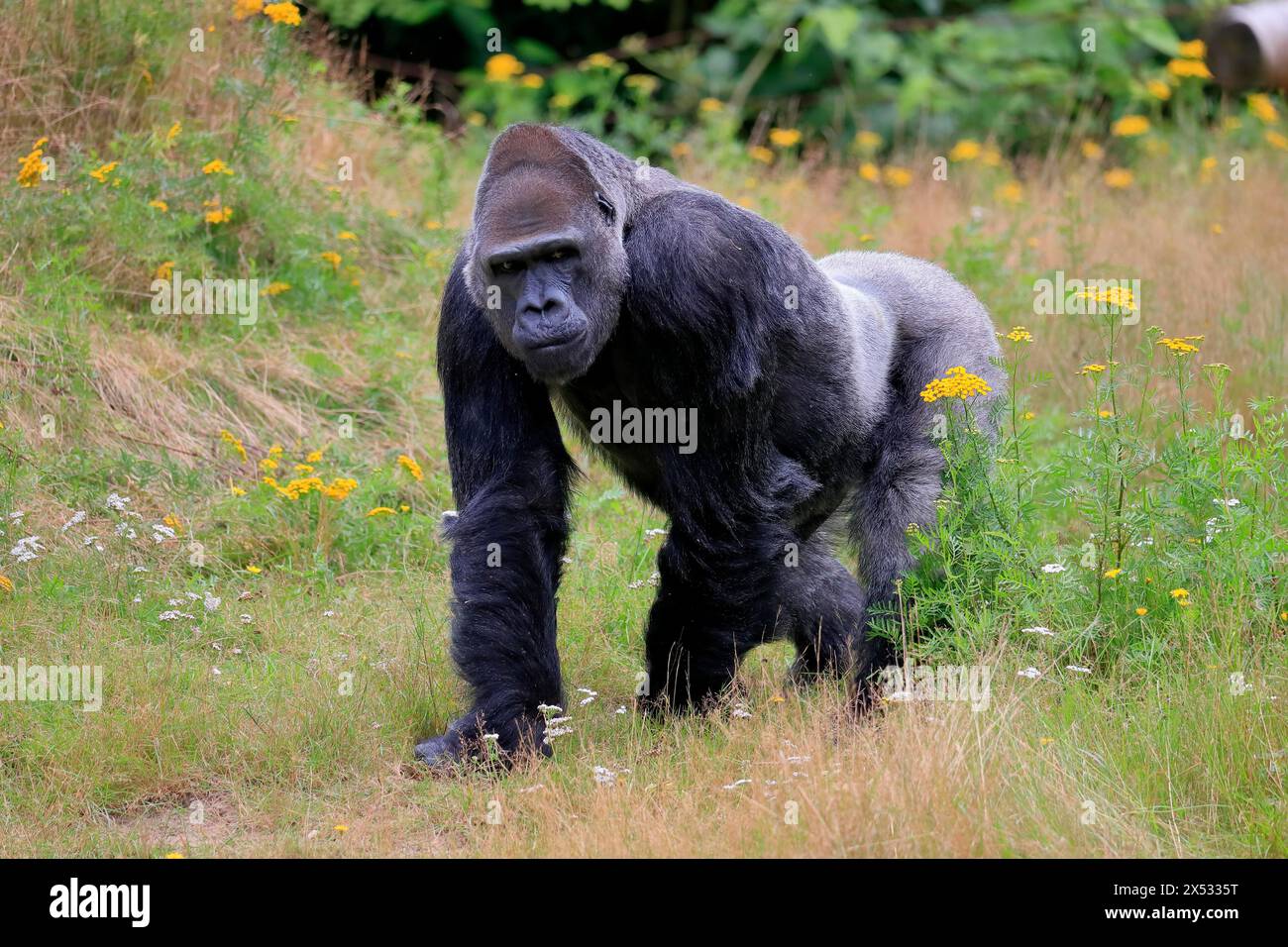 Western gorilla (Gorilla gorilla), adult, male, running, captive Stock ...