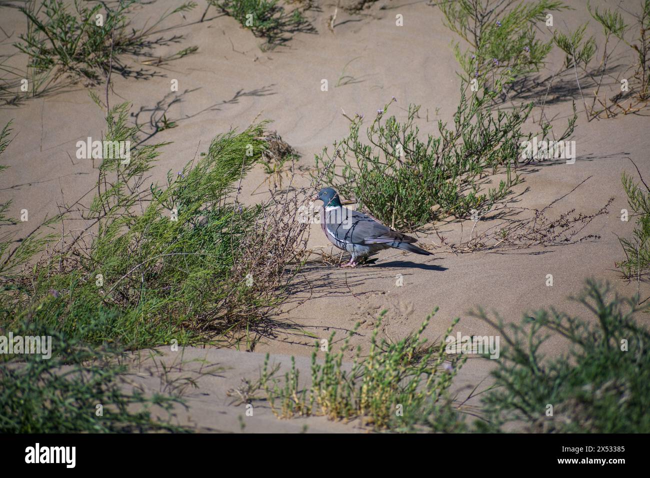 bird in the sand Stock Photo - Alamy