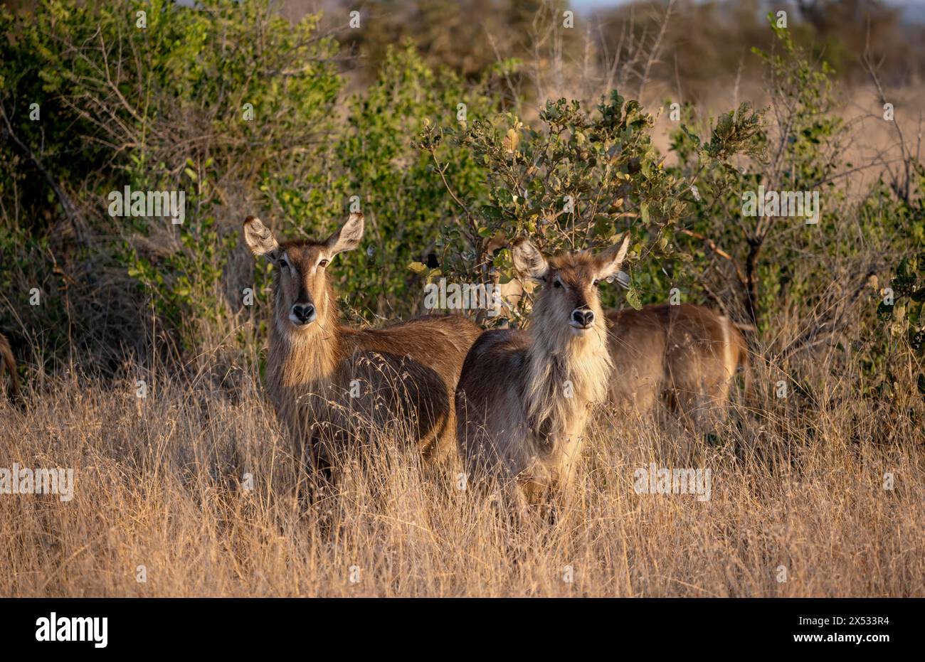 Ellipsen waterbuck (Kobus ellipsiprymnus), adult female animal in high ...