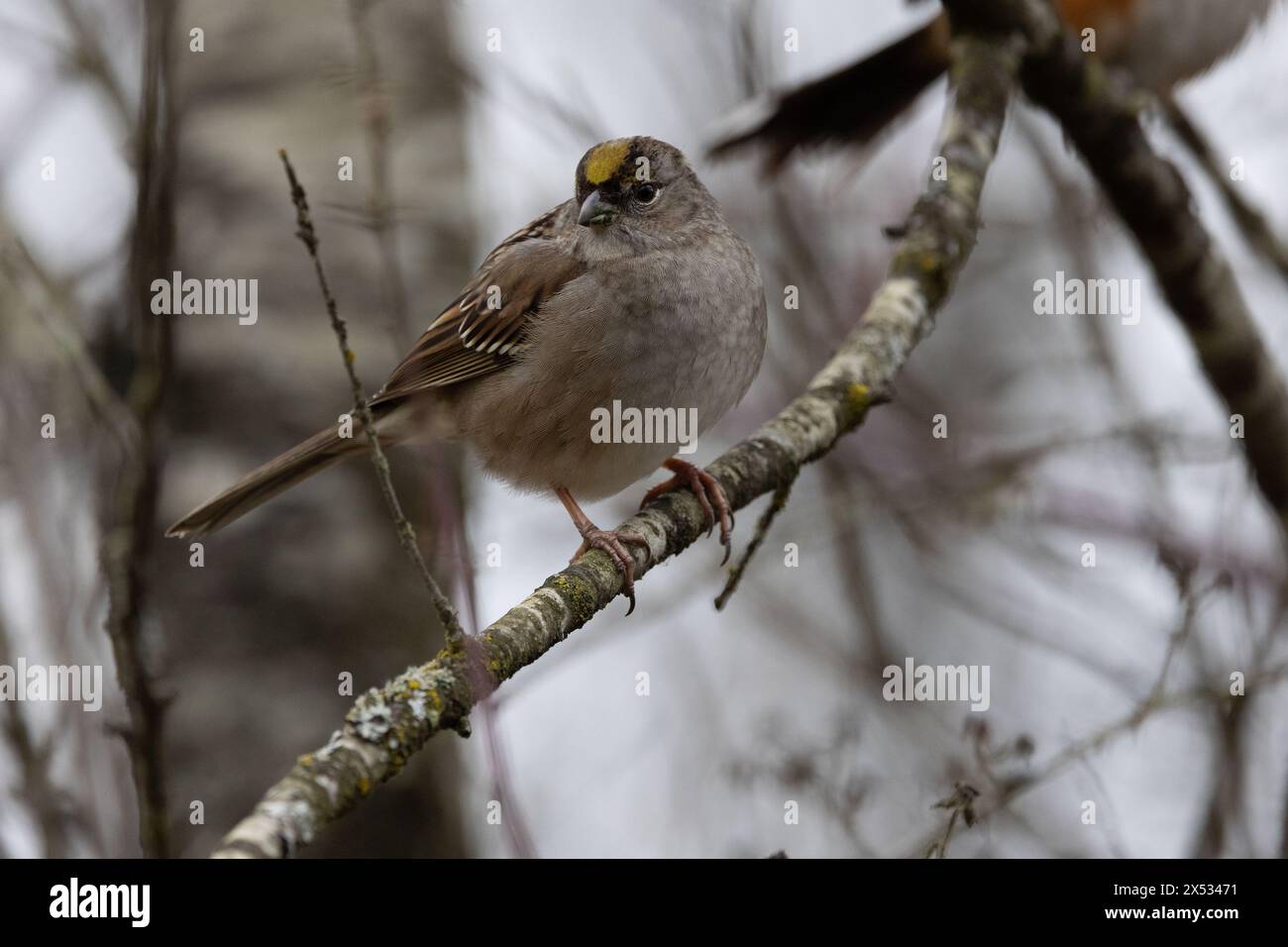 Gold crowned sparrow hi-res stock photography and images - Alamy