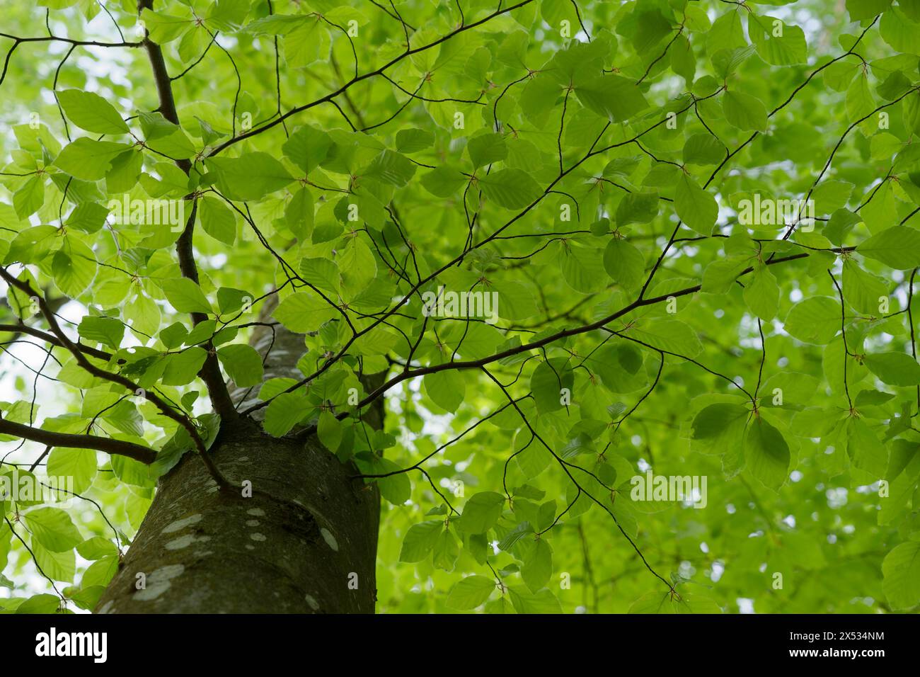 Leaf development on the Beech (Fagus), photosynthesis, absorption ...