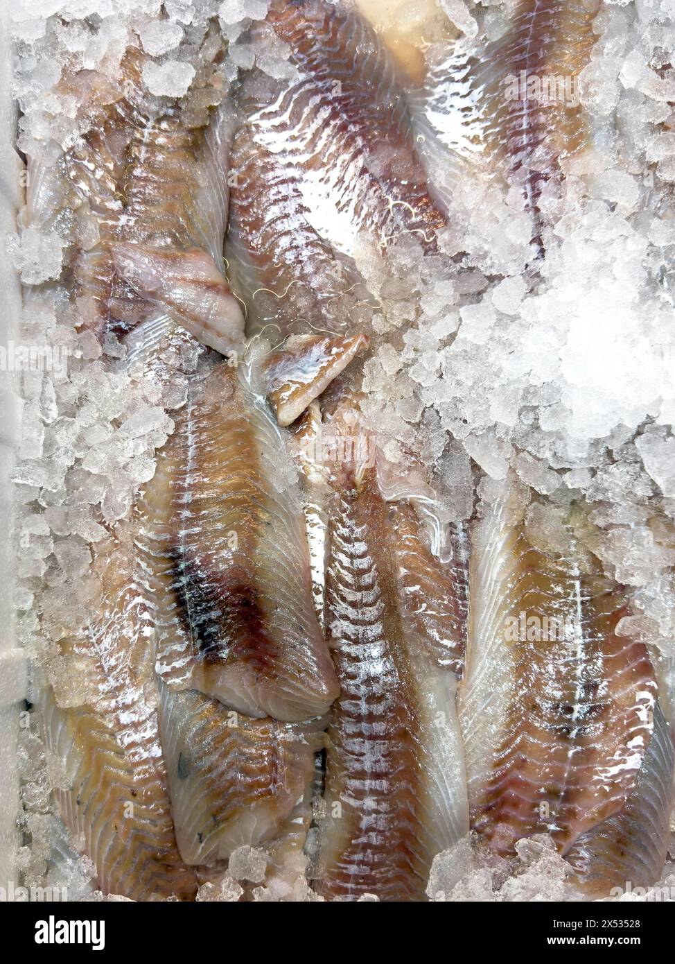 Display of fish caught fish pollack (Pollachius virens) in the form of ...