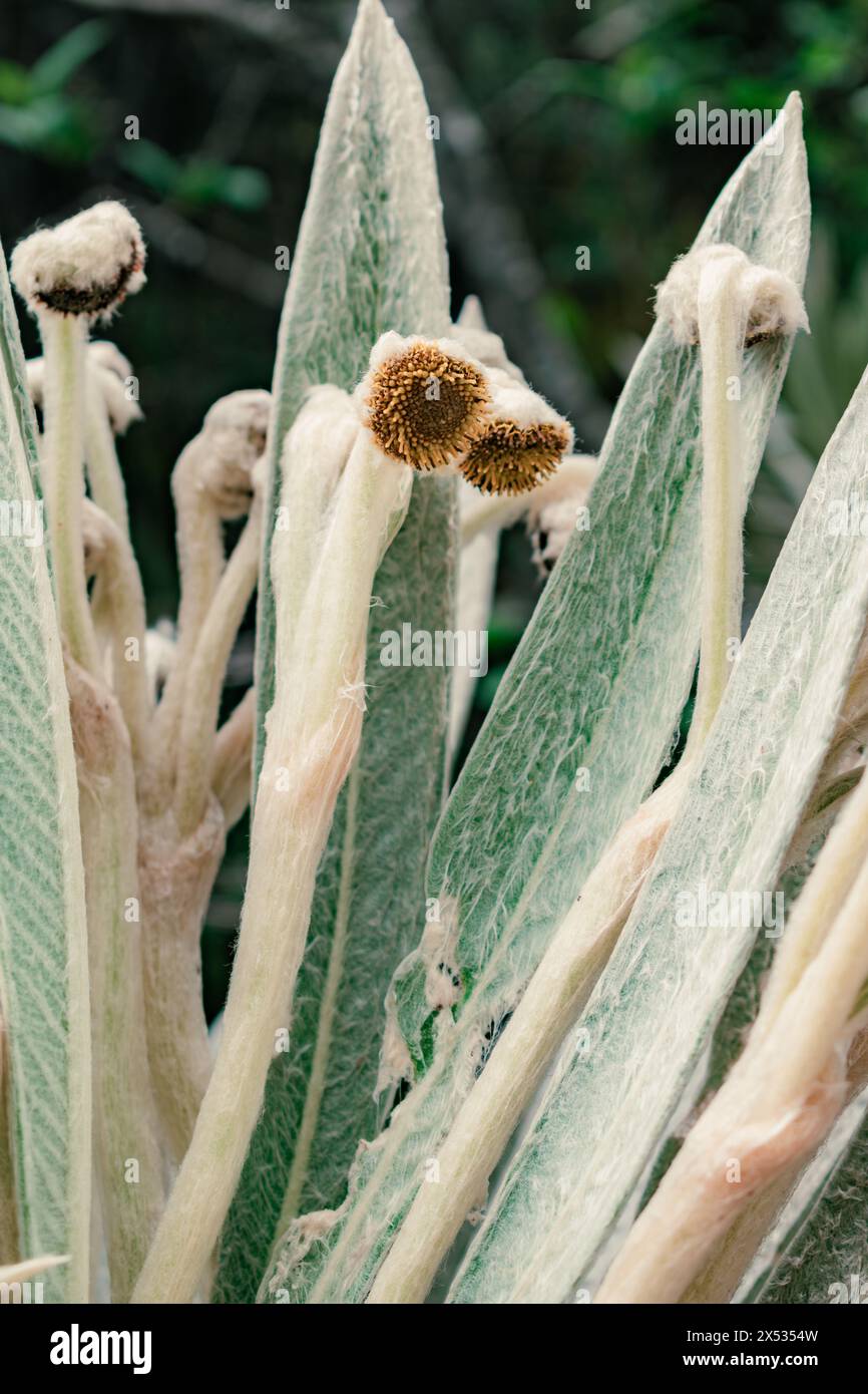 detail shot of the leaves and flowers of a frailejon, Espeletia ...