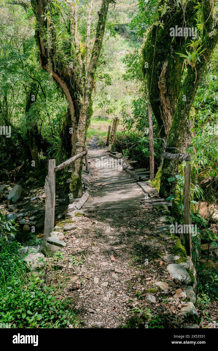 LANDSCAPE OF AN OLD WOODEN BRIDGE IN THE MIDDLE OF THE GREEN JUNGLE ...