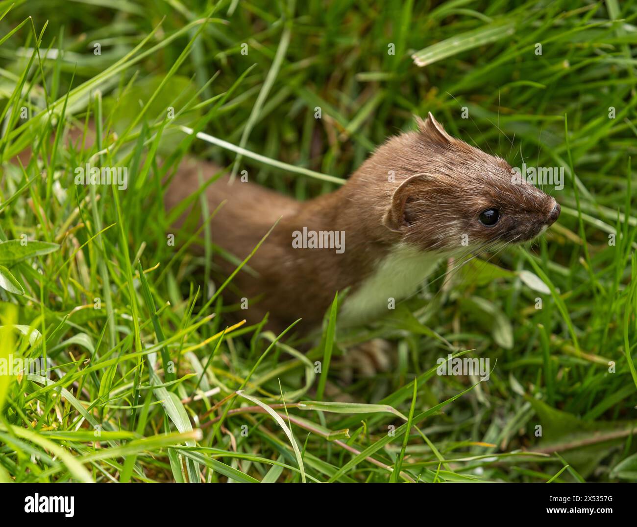 Weasel in grass Stock Photo - Alamy