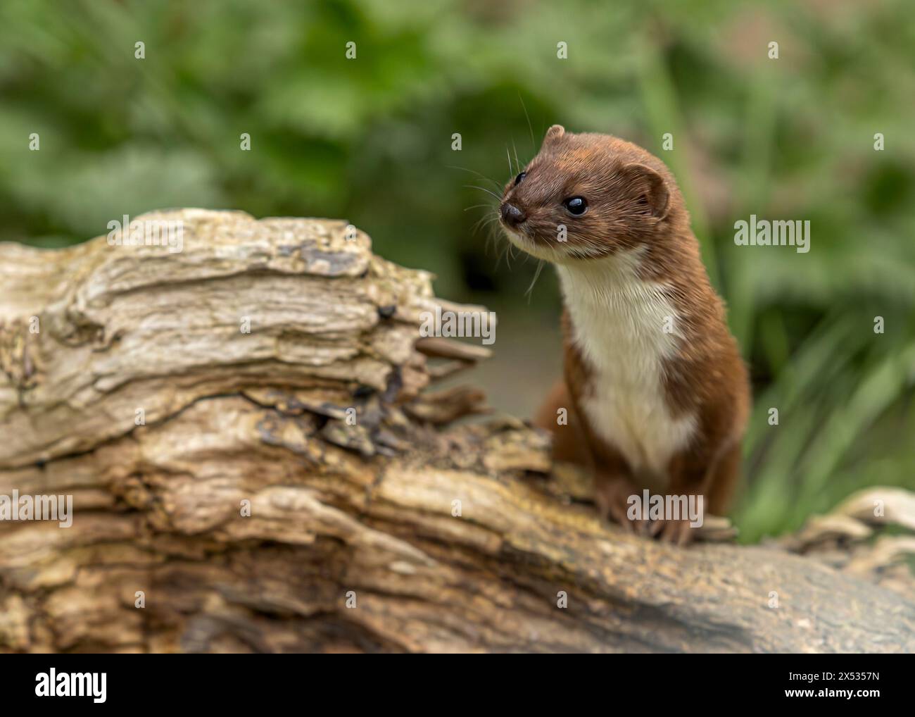 British weasel hi-res stock photography and images - Alamy