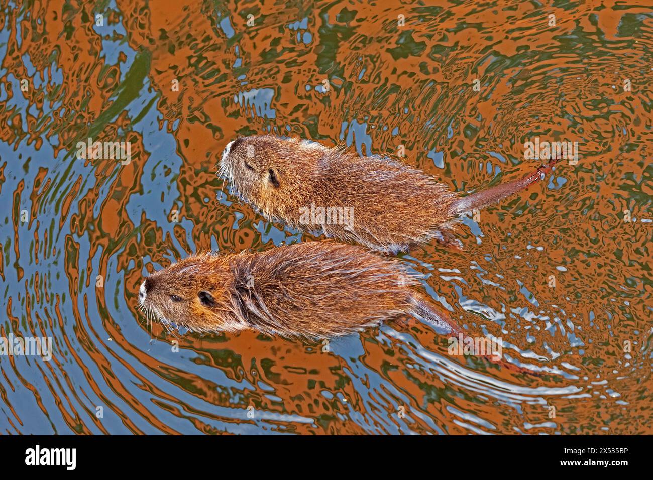 Two nutria myocastor coypus hi-res stock photography and images - Alamy