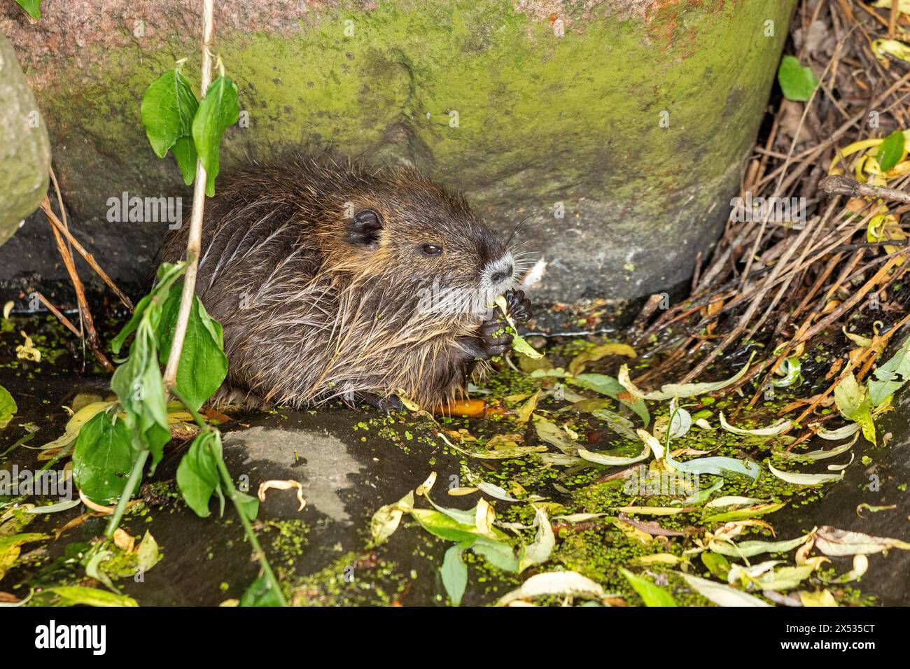 Nutria (Myocastor coypus) young animal eating leaf, Wilhelmsburg ...
