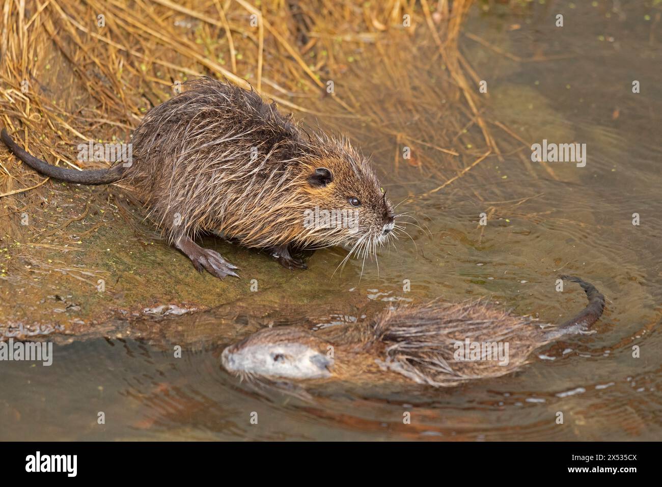 Two Nutria (Myocastor coypus) young animals, Wilhelmsburg, Hamburg ...