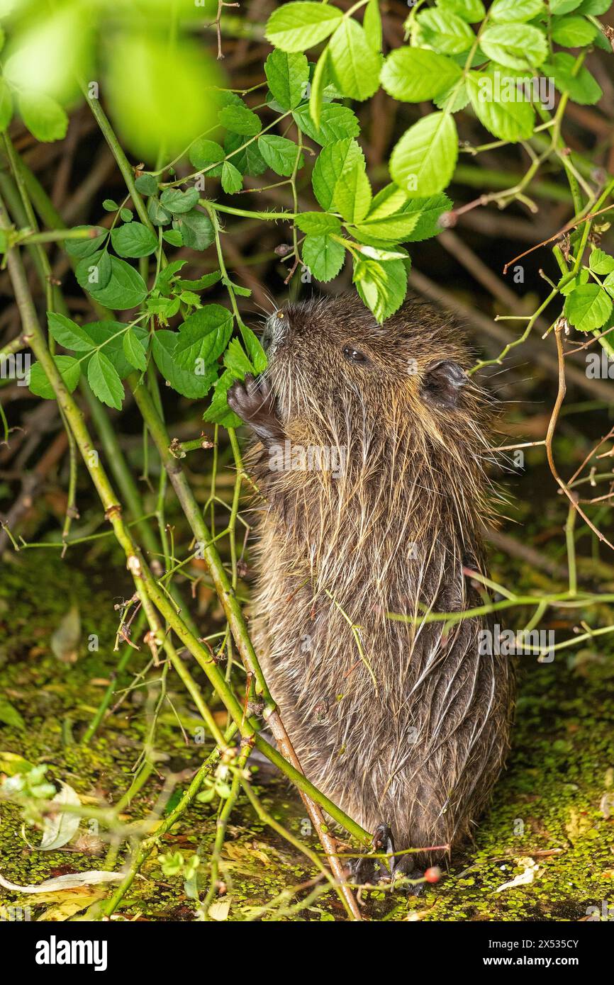 Nutria (Myocastor coypus) young animal standing on hind legs and eating ...