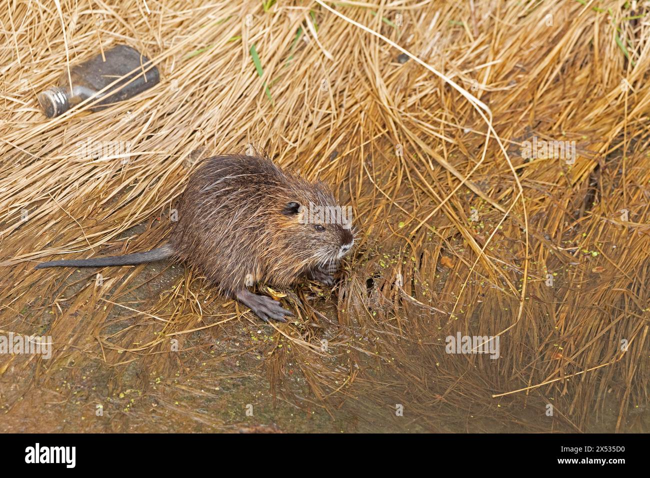 Nutria (Myocastor coypus) young animal, rubbish, Wilhelmsburg, Hamburg ...