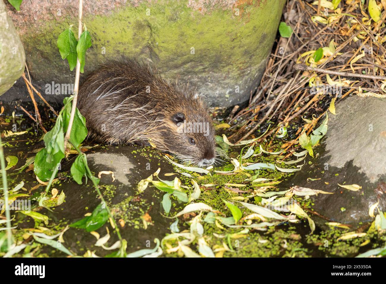 Nutria (Myocastor coypus) young animal, Wilhelmsburg, Hamburg, Germany ...
