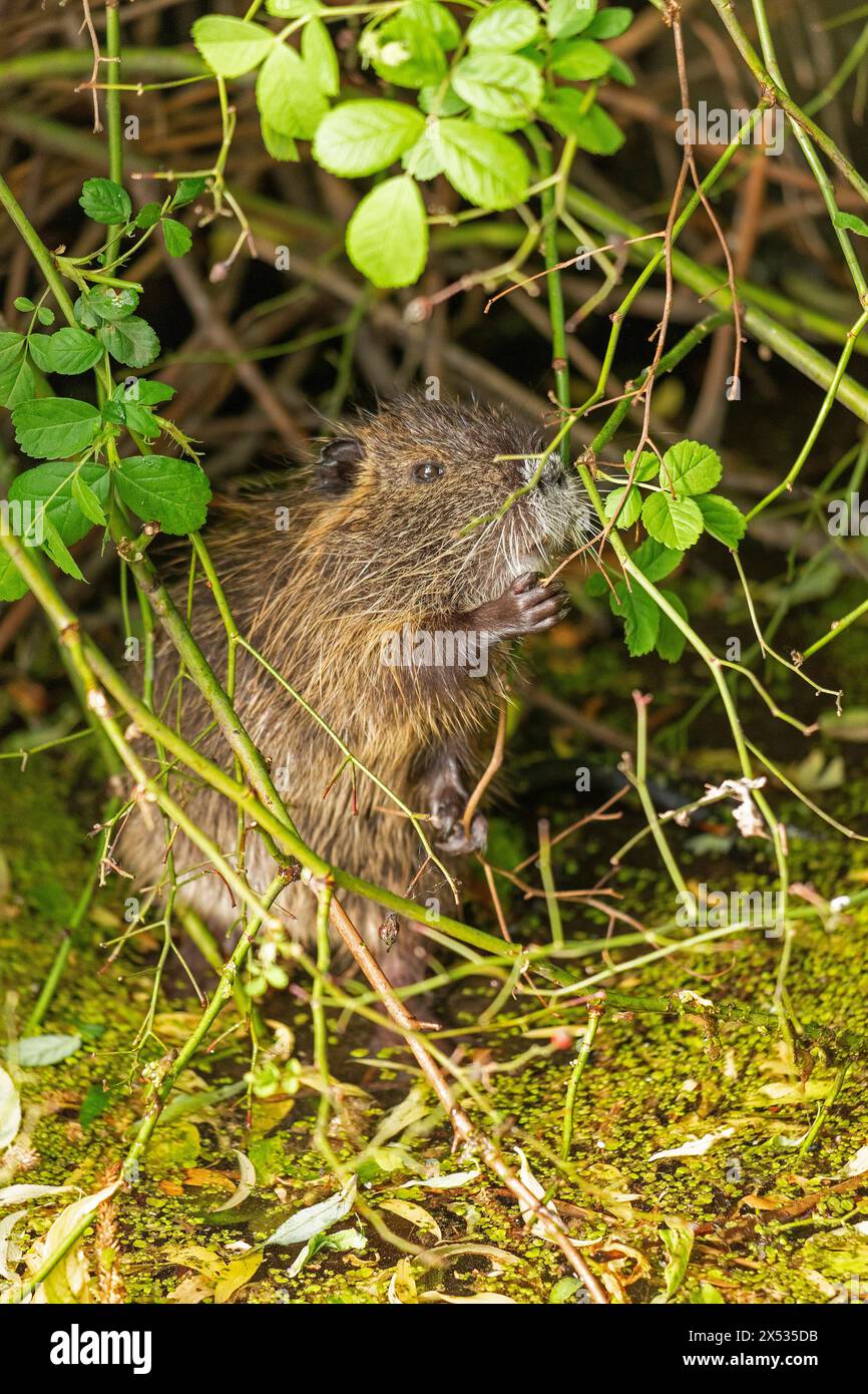 Nutria (Myocastor coypus) young animal standing on hind legs and eating ...