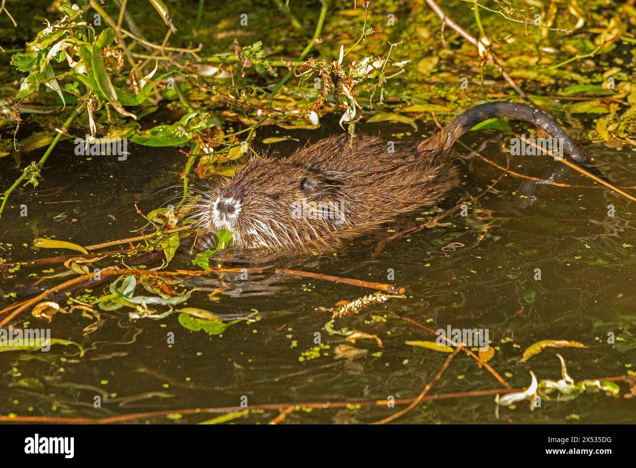 Nutria (Myocastor coypus) young animal eating leaf, Wilhelmsburg ...