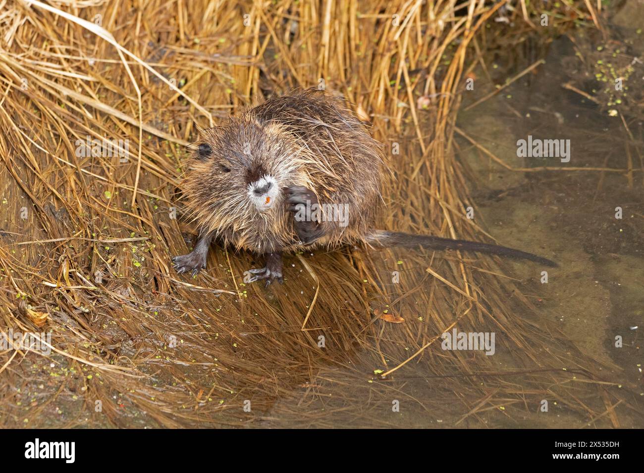 Nutria (Myocastor coypus) young animal, scratching itself, Wilhelmsburg ...